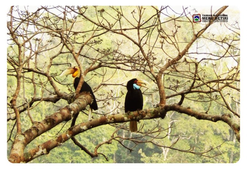 Meru Betiri National Park, Banyuwangi, East Java Indonesia – YoExplore Magazine