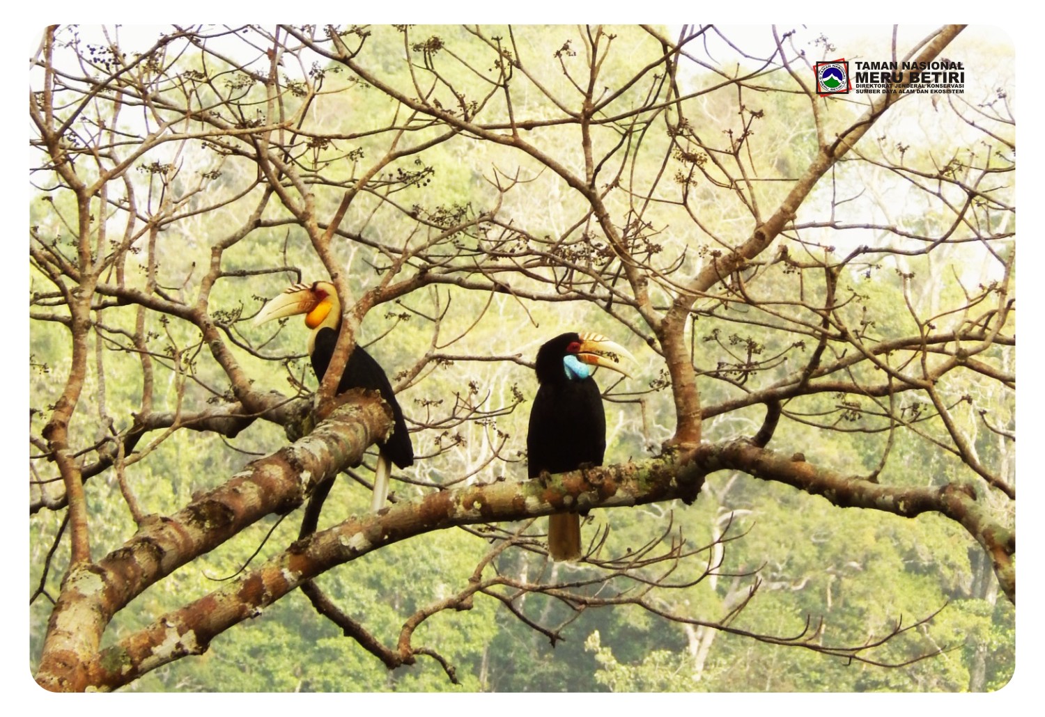 Meru Betiri National Park: 9 Facts About The Hidden Paradise