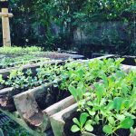 Unique Things To Do In Ubud - 7 Restaurants | YOEXPLORE